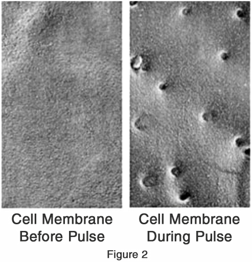 How Electroshock Treatment (ECT) “Works” – CCHR International